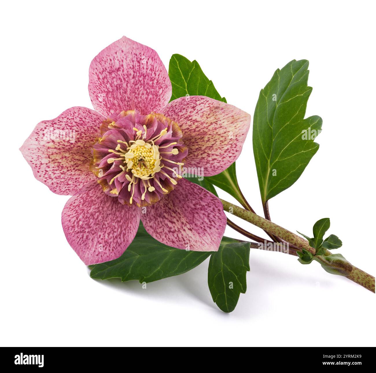Hellebore flower with bud isolated on white Stock Photo - Alamy