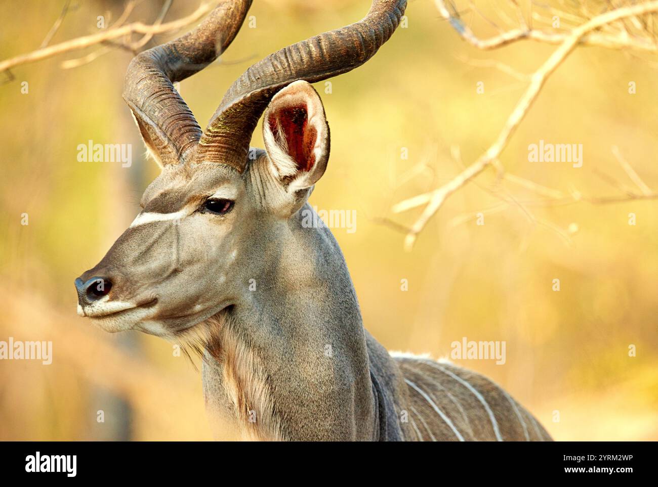 Animal, African wildlife and kudu outdoor in savannah with plants ...