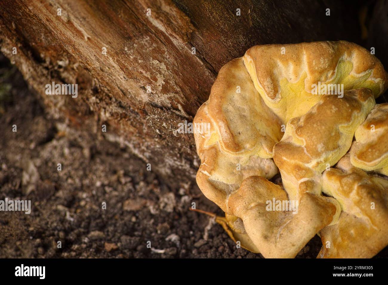 Polypores fungi hi-res stock photography and images - Alamy