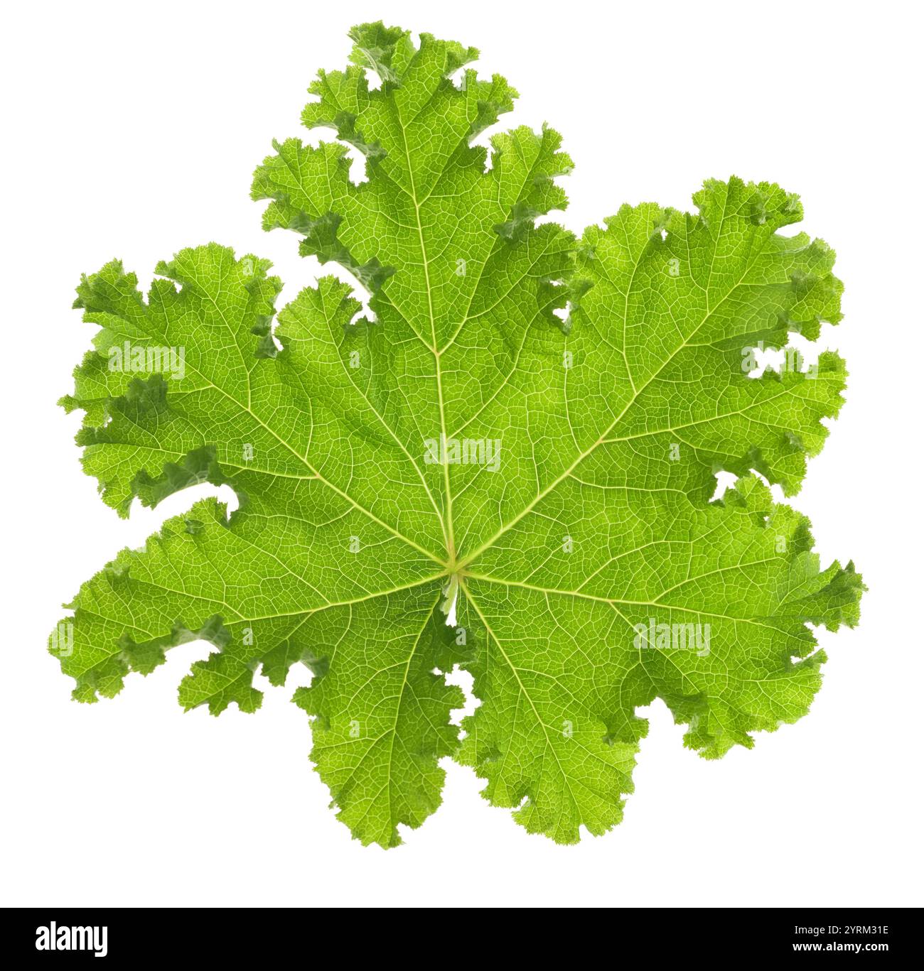 Chinese mallow leaf isolated on white background Stock Photo - Alamy