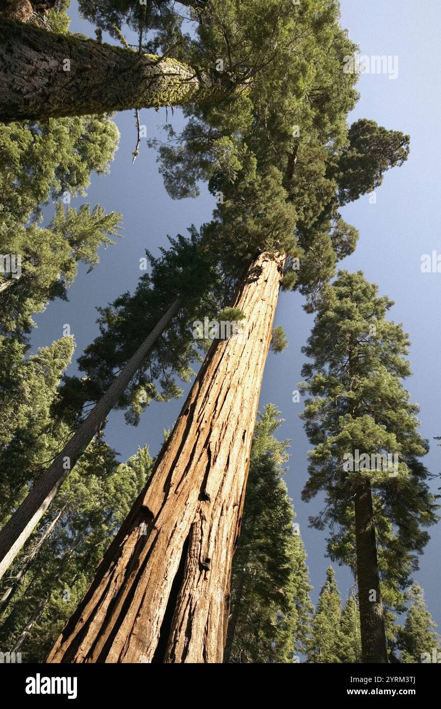 Giant sequoias (Sequoiadendron giganteum), Mariposa Grove. Yosemite ...