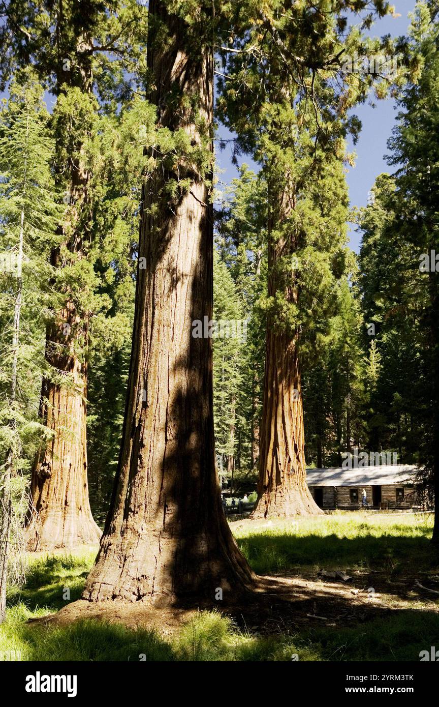 Giant sequoias (Sequoiadendron giganteum), Mariposa Grove. Yosemite ...
