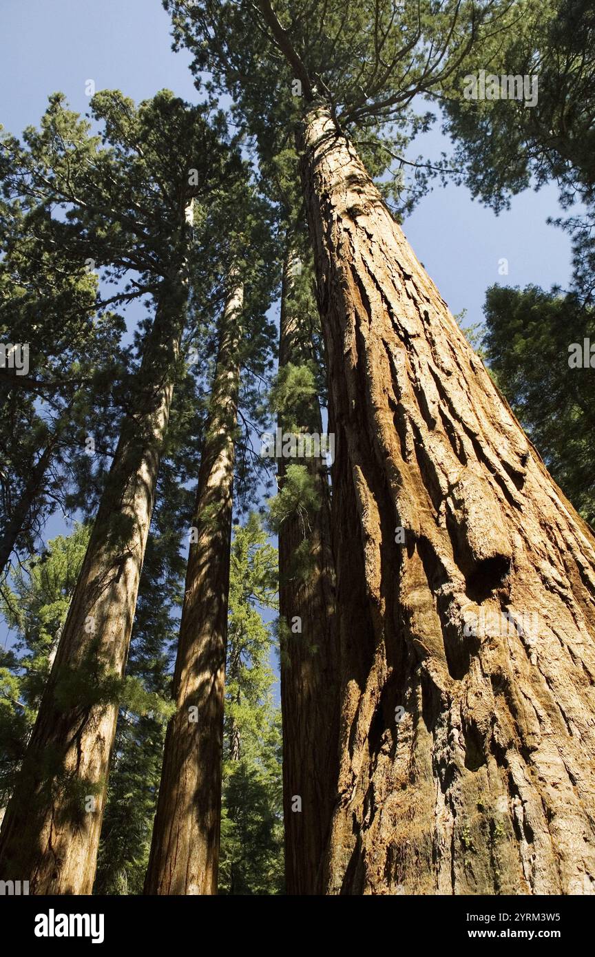Giant sequoias (Sequoiadendron giganteum), Mariposa Grove. Yosemite National Park. California ...
