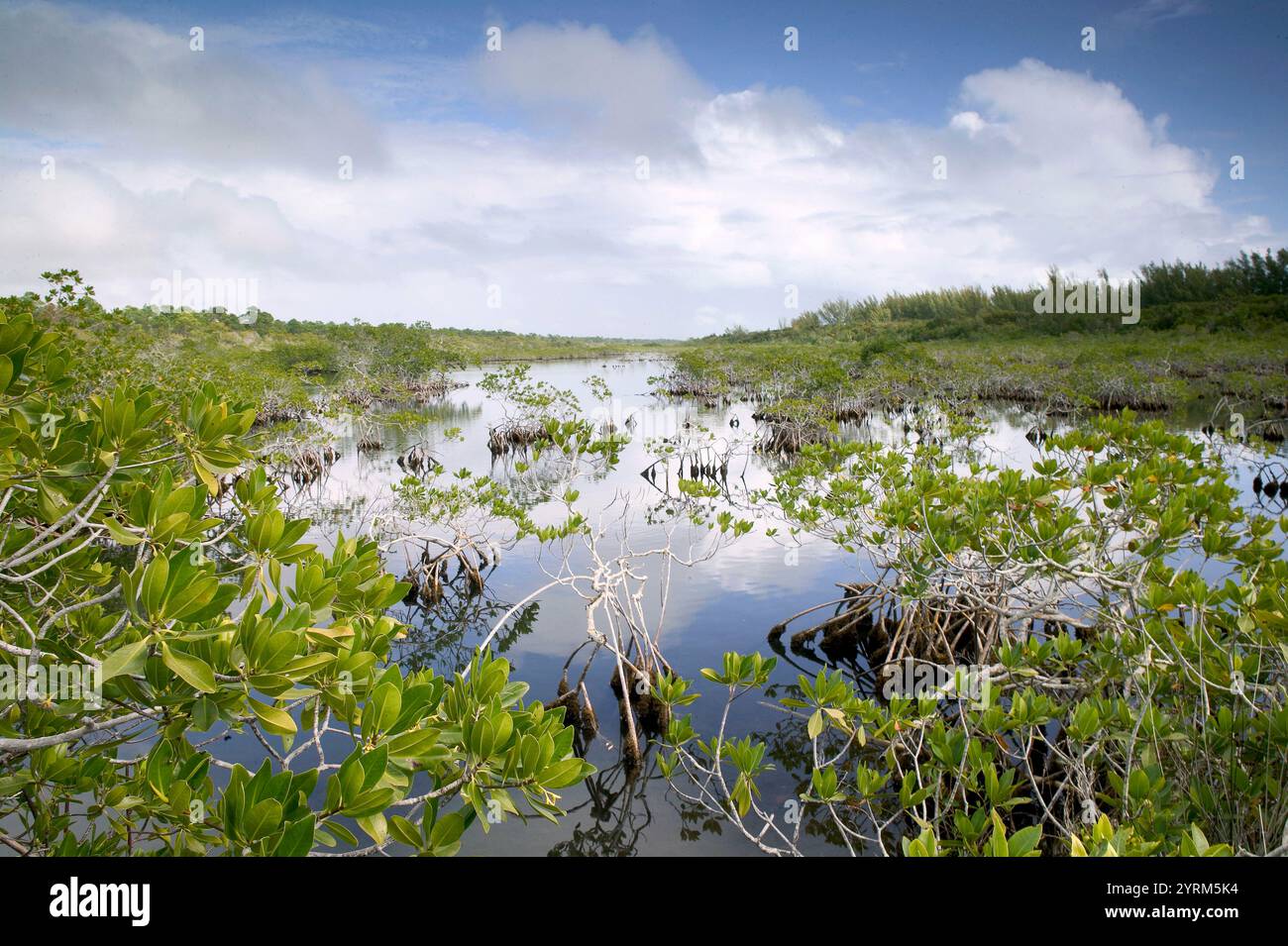 Bahamas, Grand Bahama Island, Eastern Side: Lucayan National Park ...