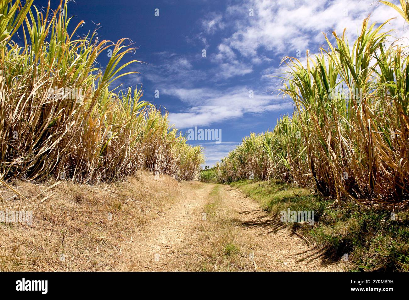 Barbados, North East Coast, St. Nicholas Abbey: St. Nicholas Abbey ...