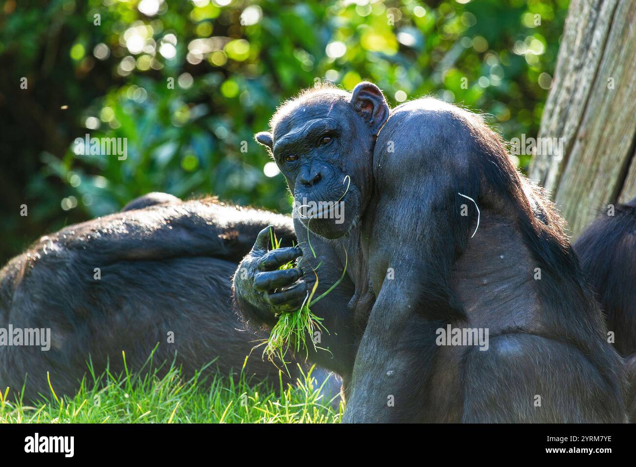Chimpanzee eating grass at Chester zoo looking at the camera Stock ...