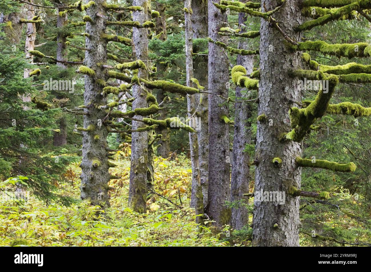 Pacifc Fir Trees & Moss. Fort Abercrombie State Historical Park. Kodiak ...