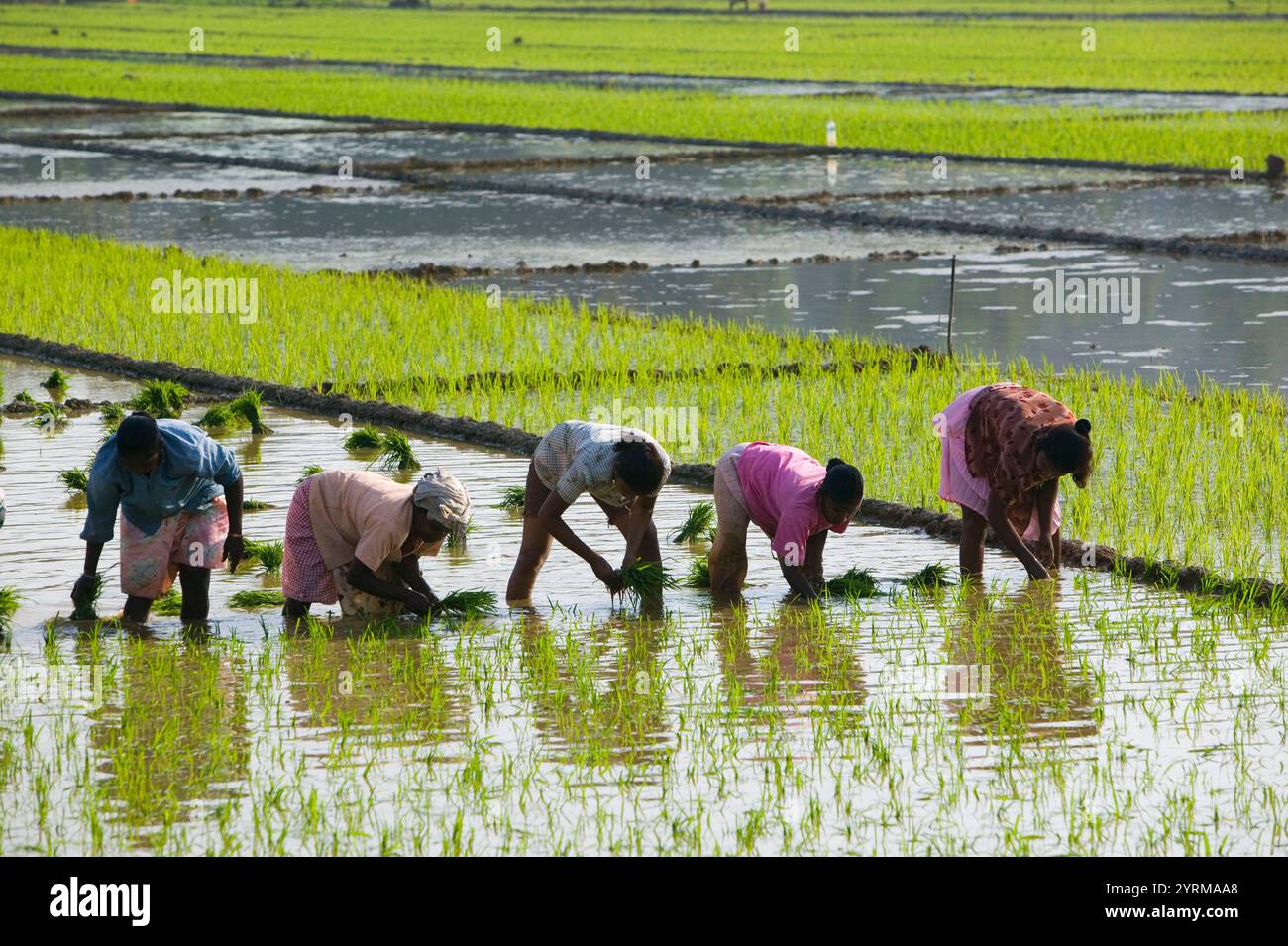 Rice fields, Cortalim. Goa, India (2004 Stock Photo - Alamy