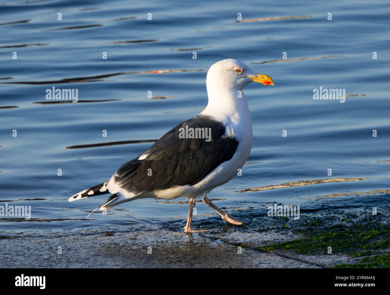 The Greater Black-backed Gull is the largest of the seagull family in ...