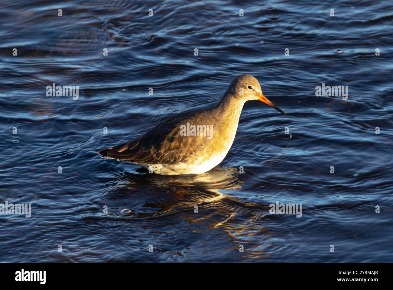 Many Redshank breed in marshy and moorland areas away from the coast ...