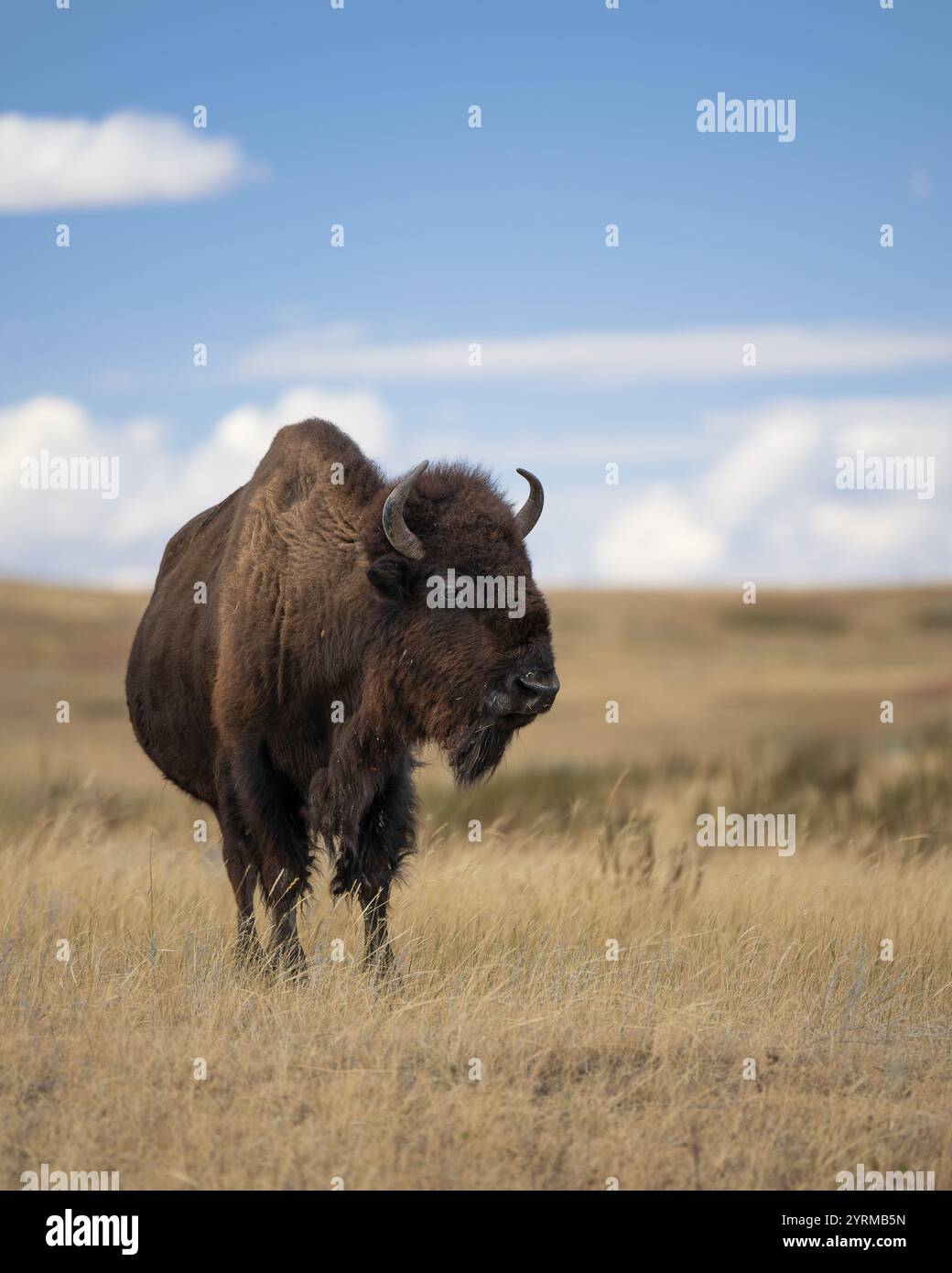 Lone bison in prairie of the North Unit of Theodore Roosevelt National ...