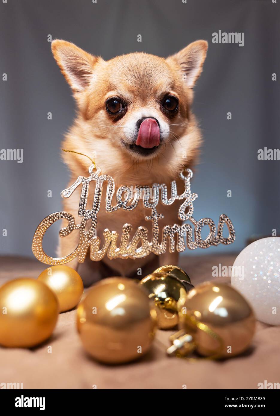 A small ginger dog Chihuahua sits with his tongue hanging out and with ...