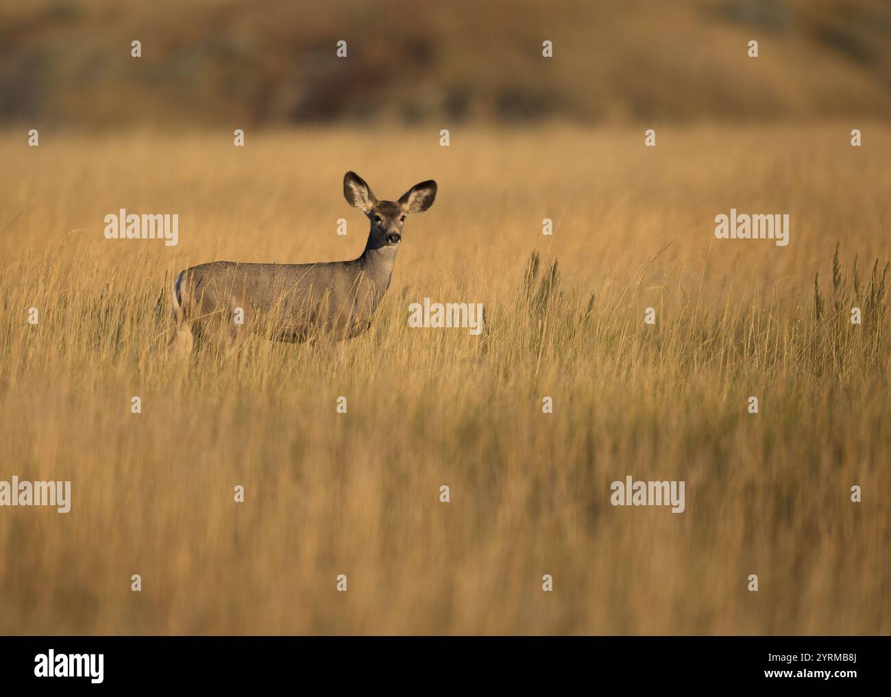 Lone female mule deer (doe) in the golden grass at sunrise in the North ...