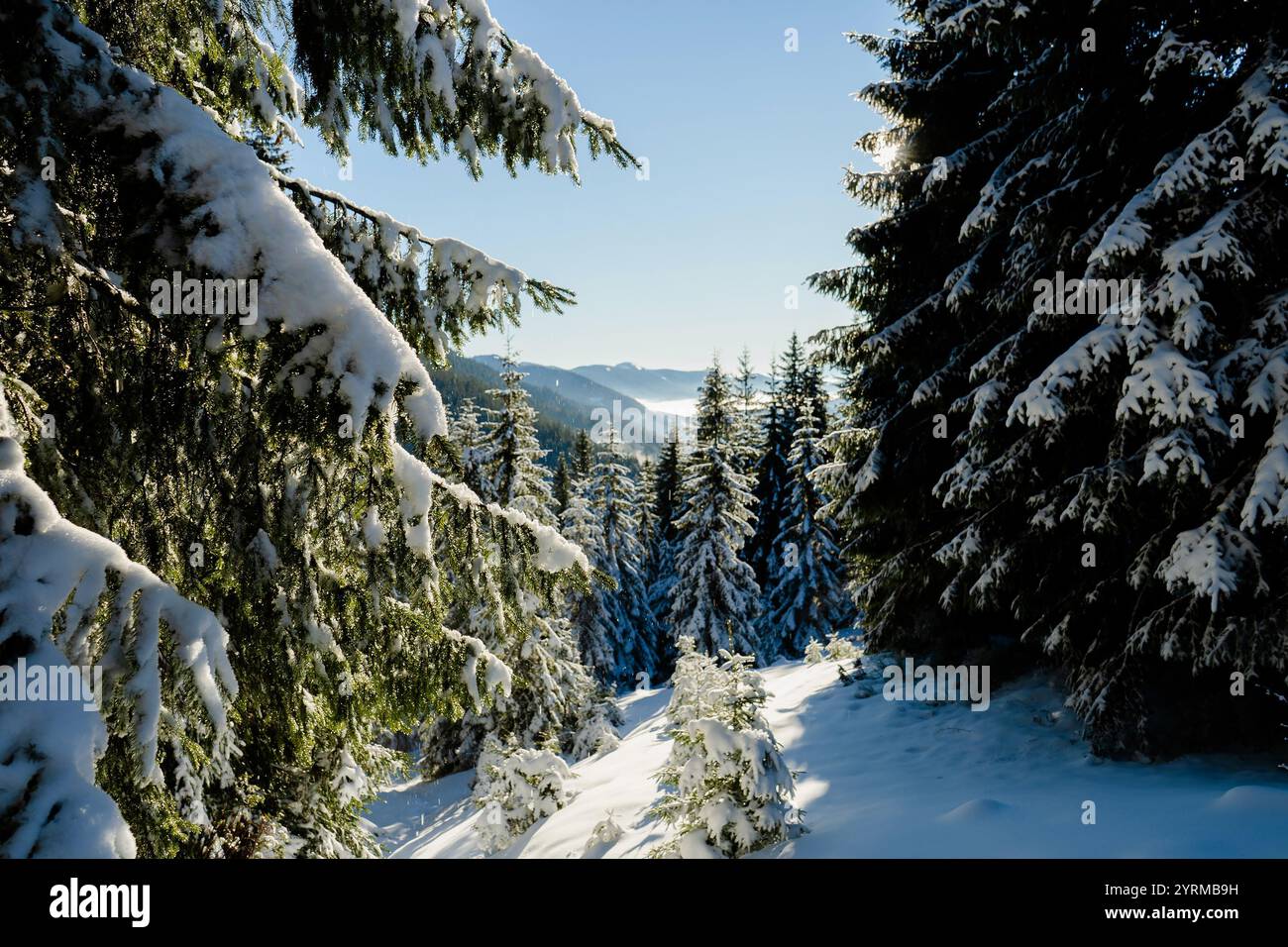 Snowy landscape, huge pines with sunny day backlight, desktop screen ...