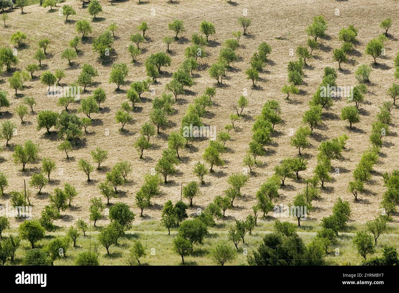 Peach Trees, Caltanissetta. Sicily, Italy Stock Photo - Alamy