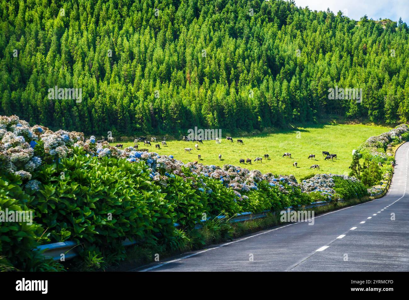 A view down a Hydrangea lined road leaving the Seven Cities region on ...