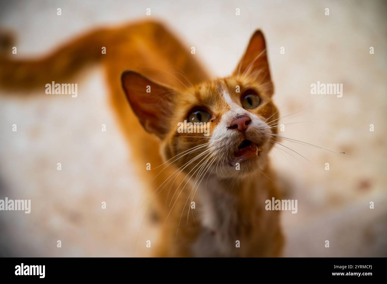 Alert ginger cat with sharp gaze Stock Photo - Alamy