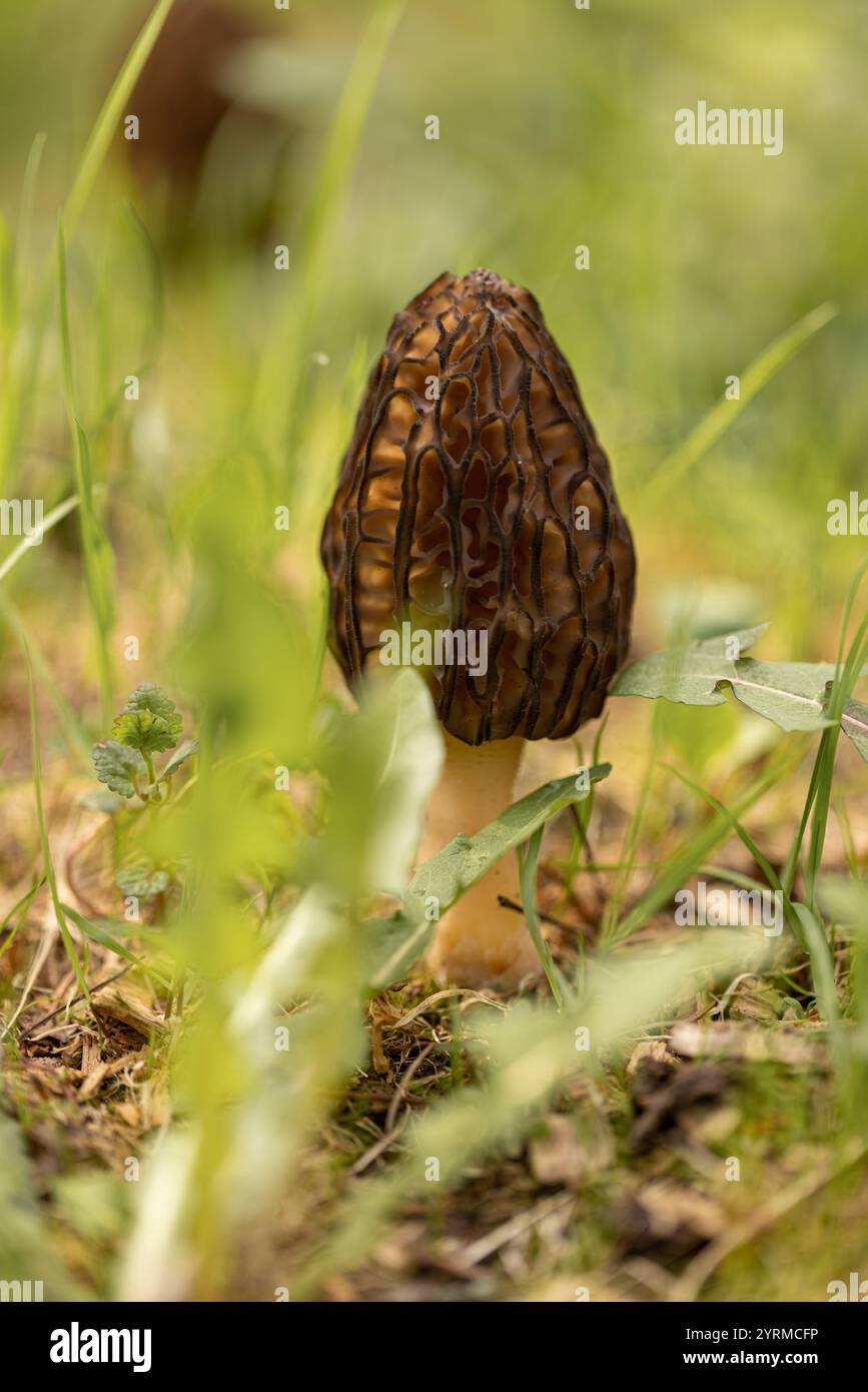Spring Morel mushroom on a green meadow Stock Photo - Alamy