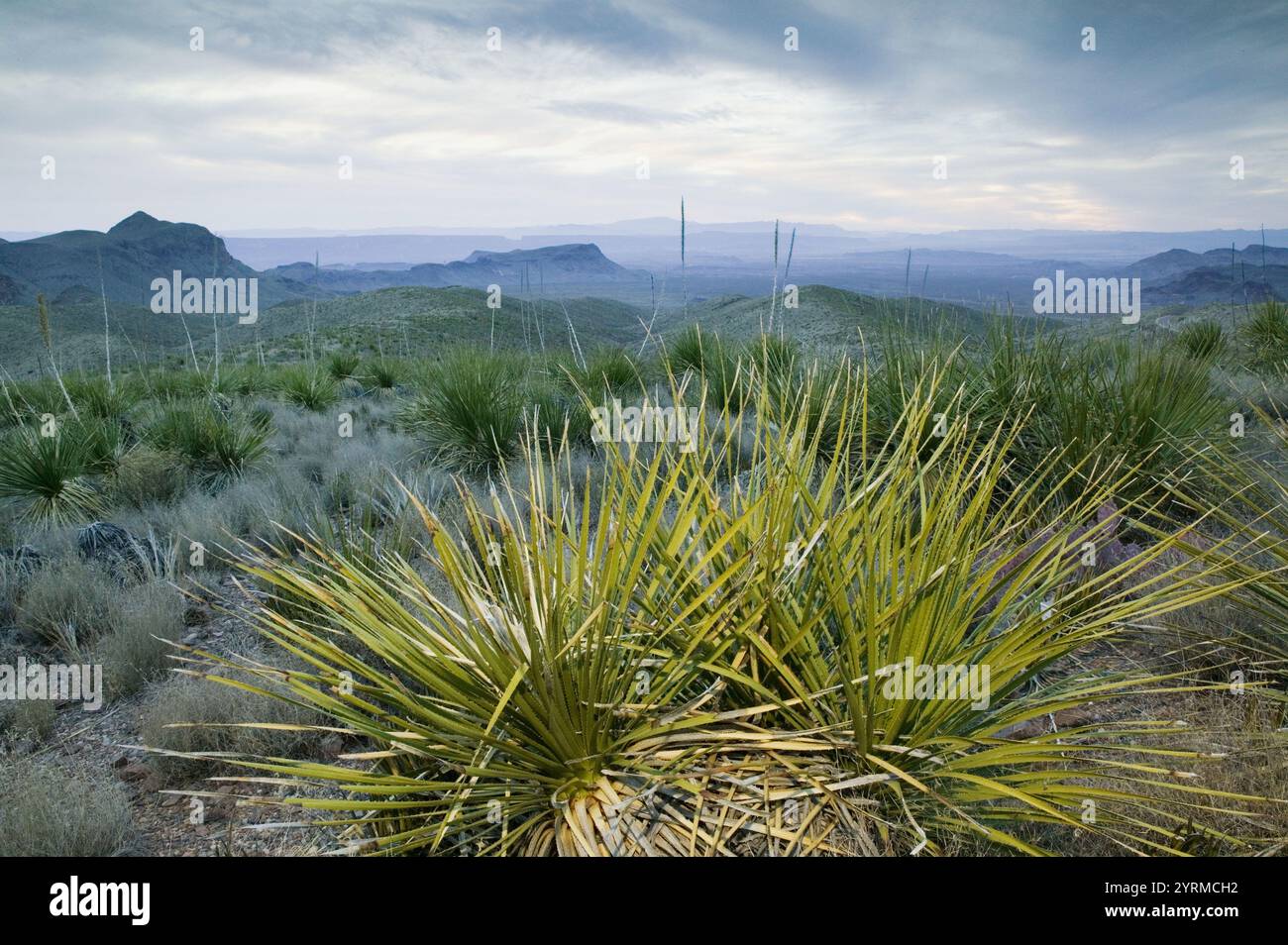 Sotol Plants (Dasylirion wheeleri). Big Bend Area-Big Bend NP. Texas ...
