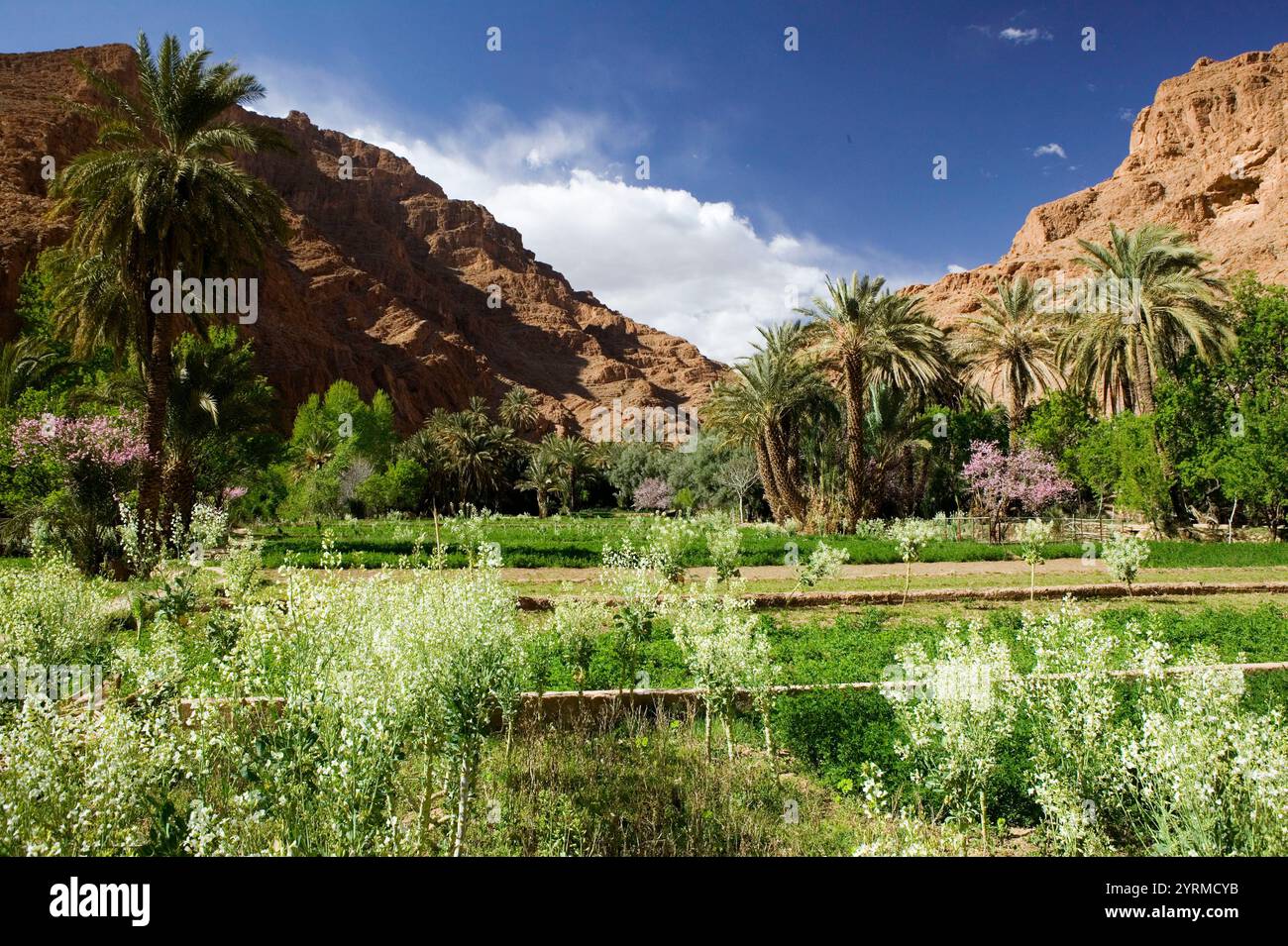Spring Blooms. Todra Gorge. Todra Gorge Area. Hight Atlas. Morocco ...