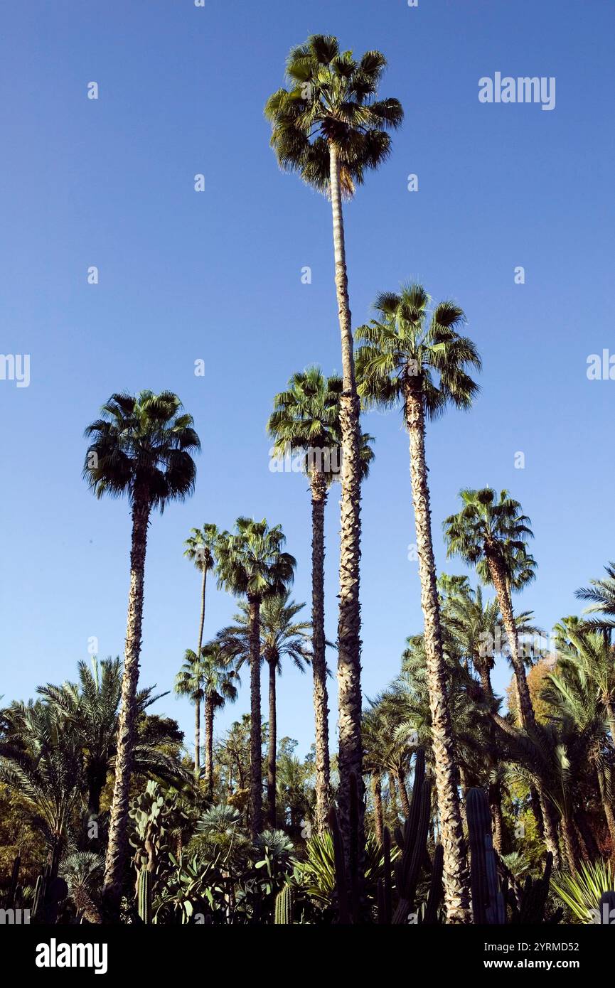 Jardin Majorelle & Museum of Islamic Art, (former villa of Jacques ...