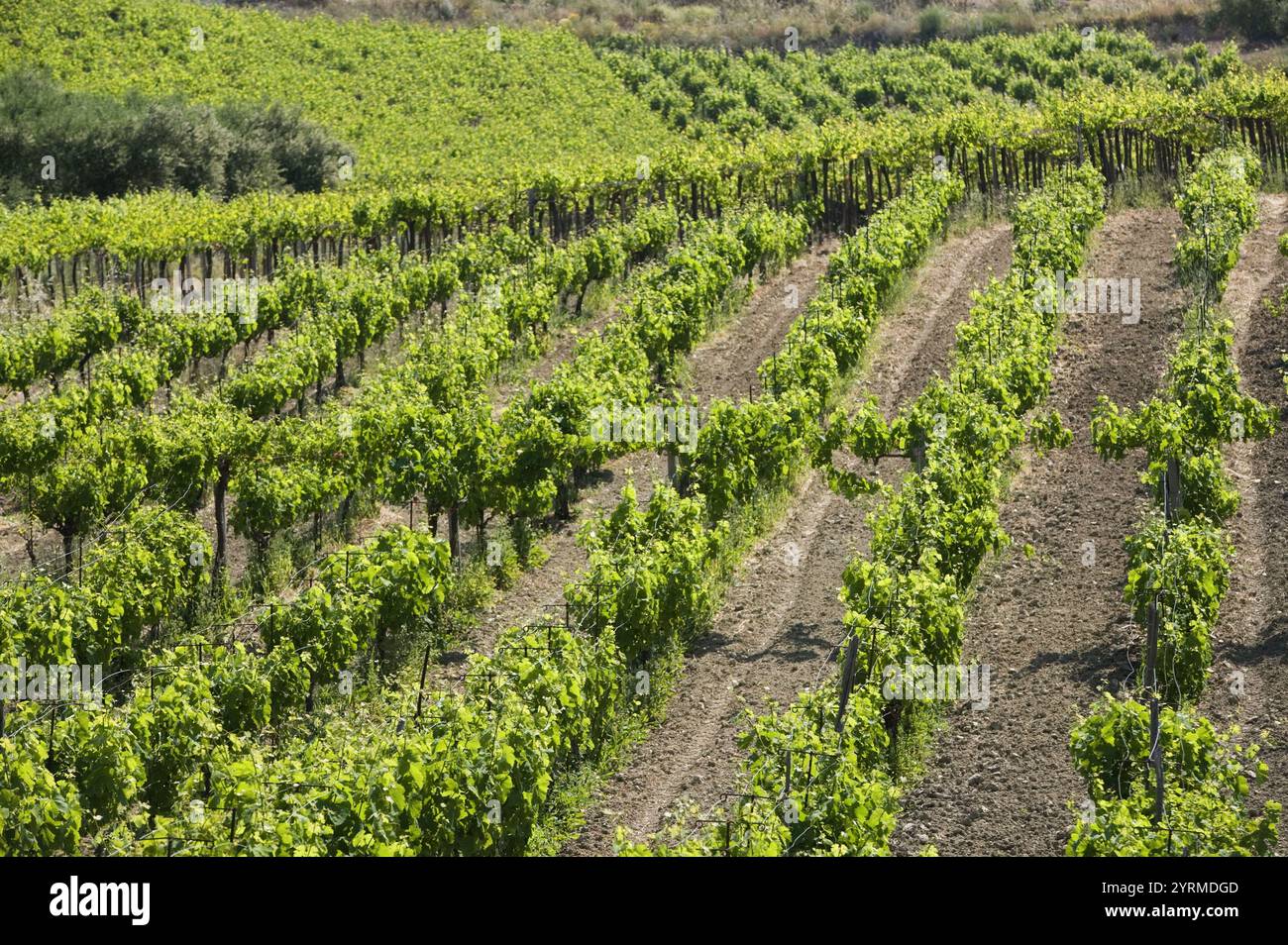Iraklio vineyard crete greece hi-res stock photography and images - Alamy