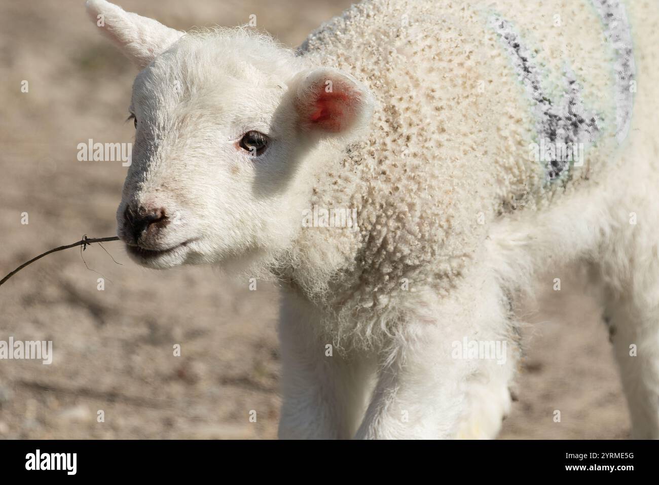 Holding a small branch in its mouth, a charming young spring lamb with ...