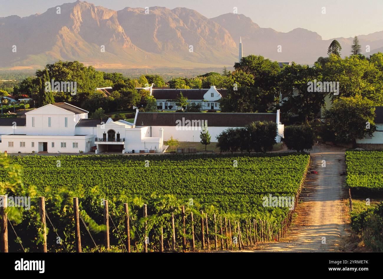 Vineyards of Labourine wine estate, Paarl, Cape Winelands. Western Cape ...
