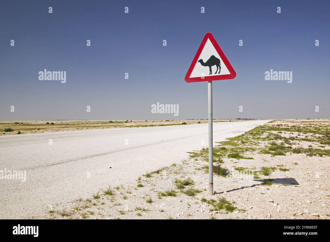 QATAR-Al-Zubara: Camel Crossing Sign-Road to Al-Zubar NW Qatar Stock ...