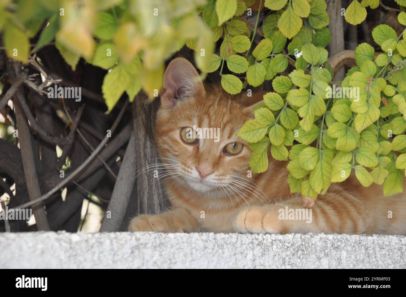 Cat under bush on wall outdoors Stock Photo - Alamy