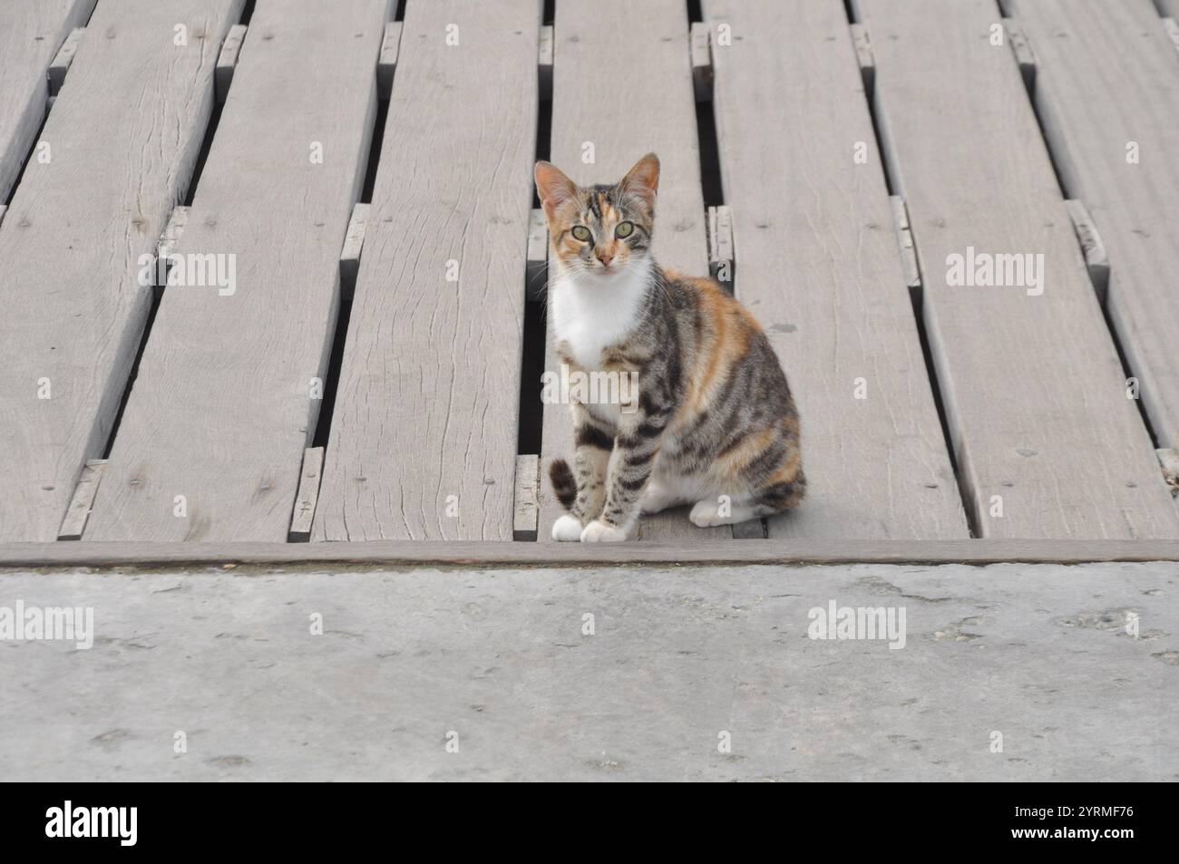 Cat eye curious pupil hi-res stock photography and images - Alamy