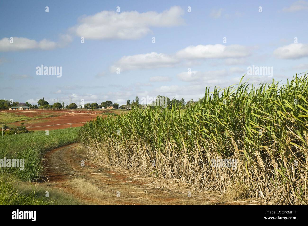 AUSTRALIA - Queensland - FRASER COAST - Childers: Sugar Cane Field ...