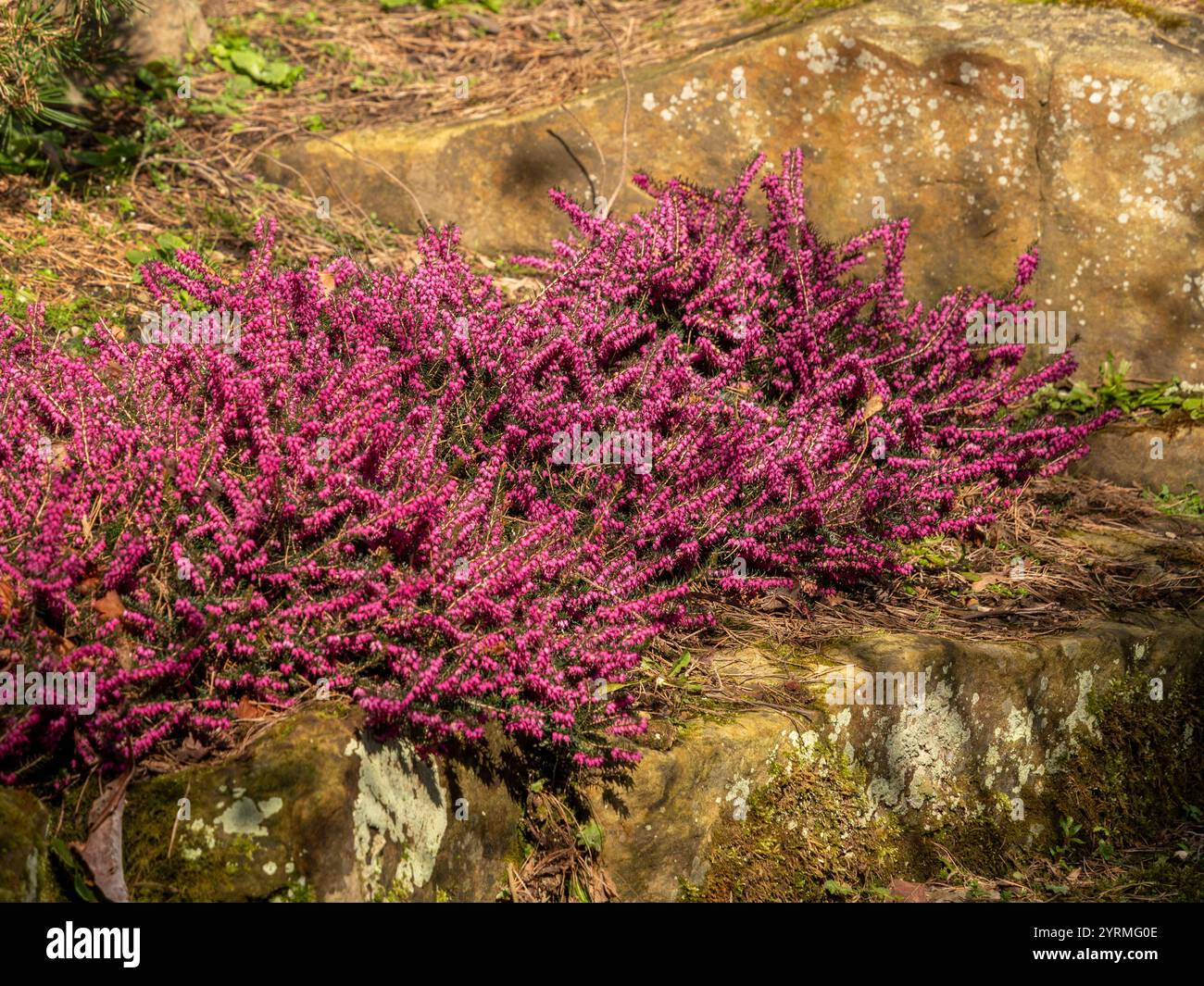 Deep pink blooms of Erica Carnea ‘Myretoun Ruby’ (Heather) spreading ...