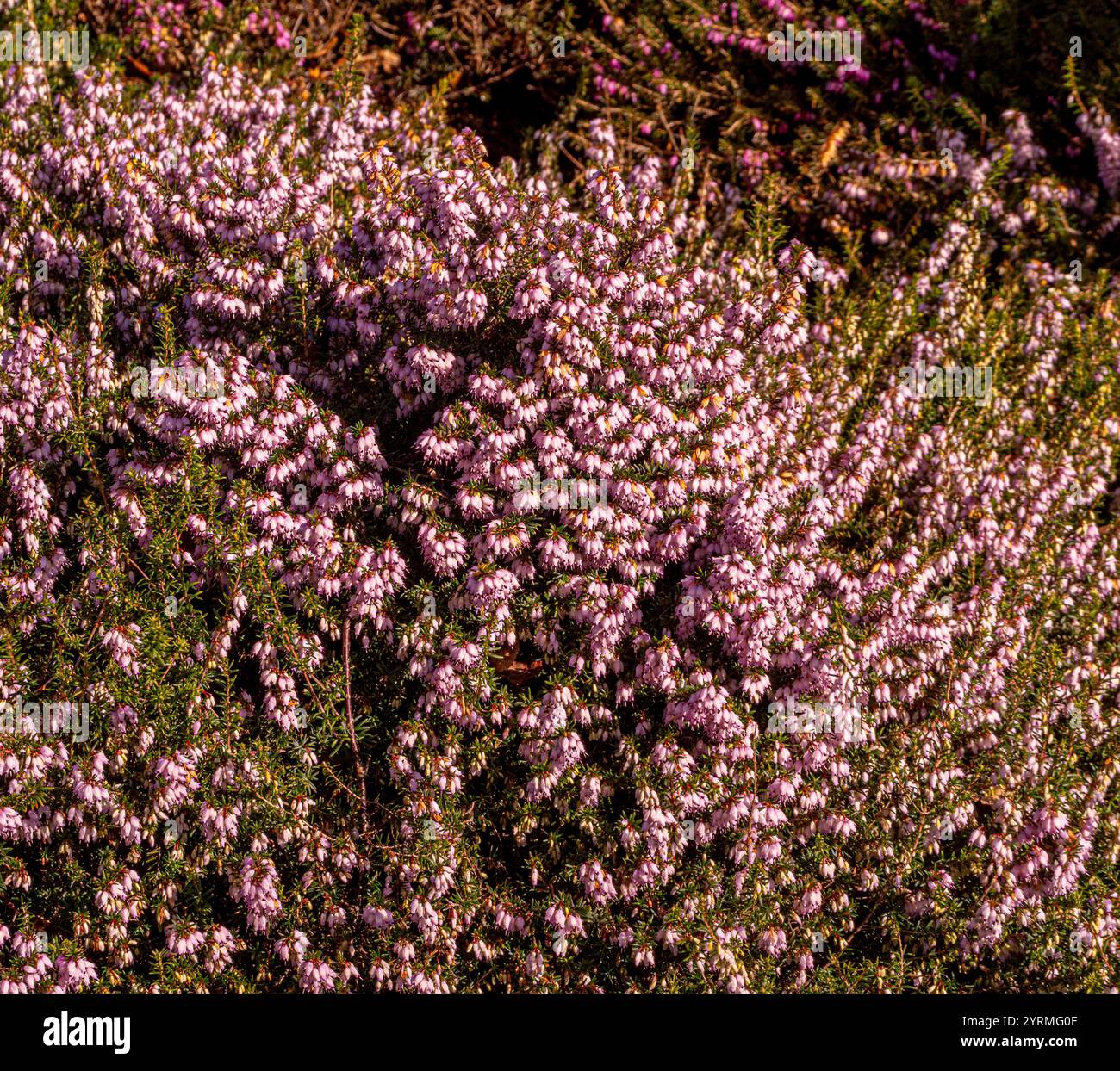 Heather erica darleyensis rosalena hi-res stock photography and images - Alamy