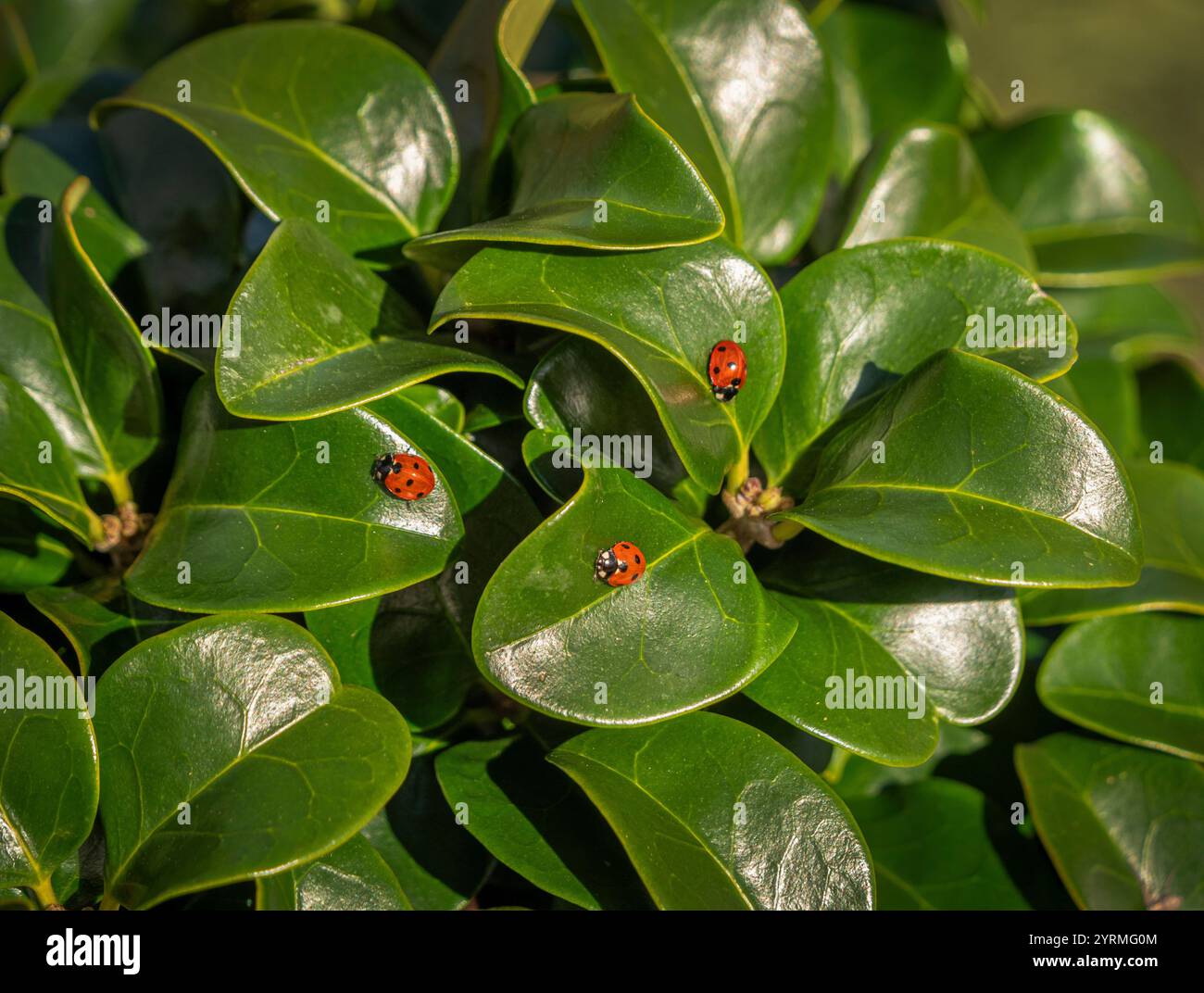 Ady beetles hi-res stock photography and images - Alamy