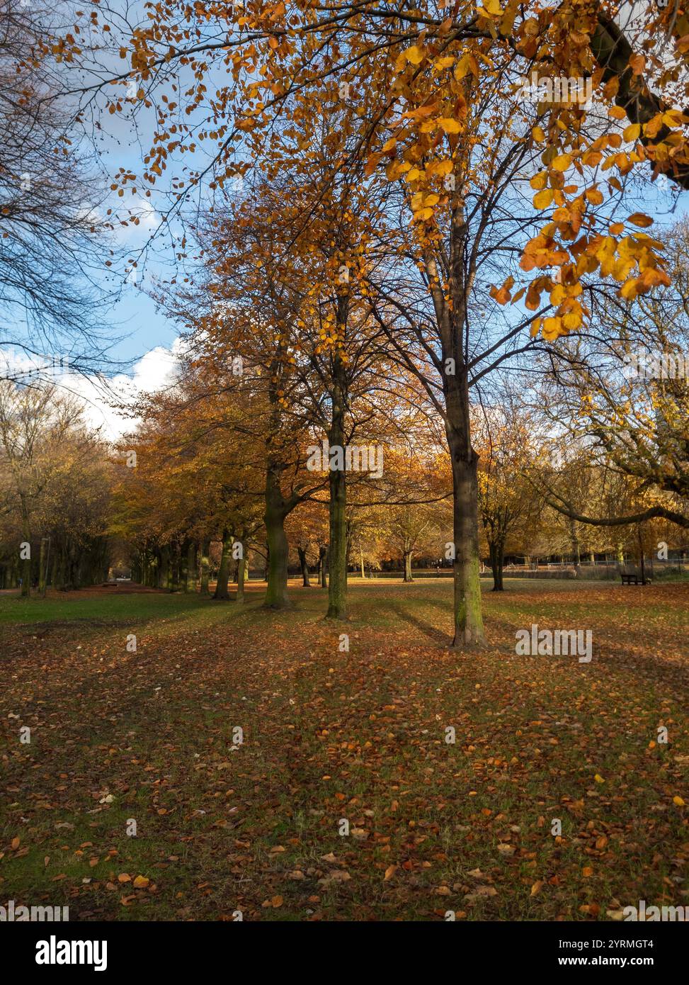 Autumn in Leiden, Netherlands: A serene park scene with tall trees ...