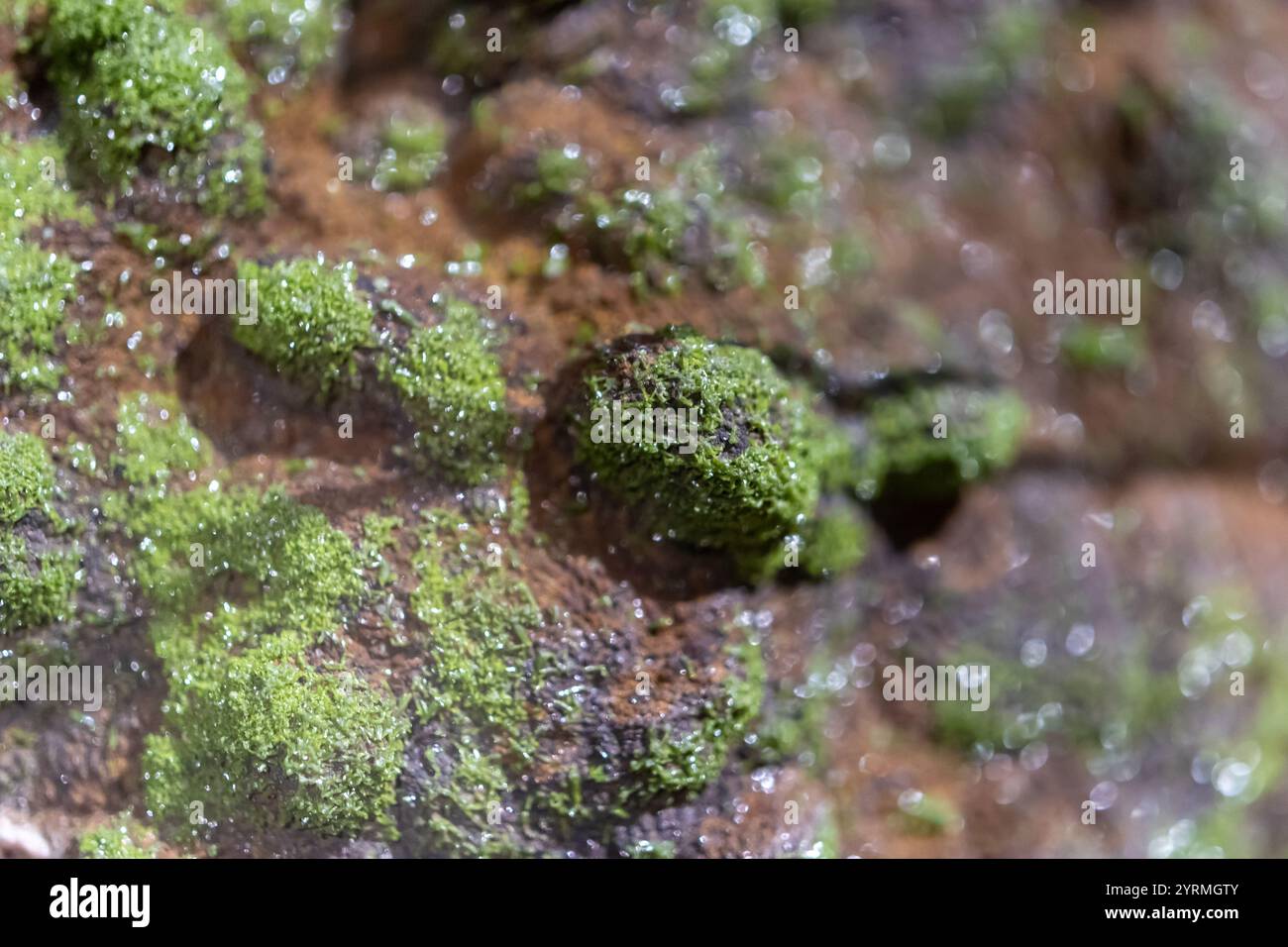 Green crystal mineral stone. Gems. Mineral crystals in the natural ...