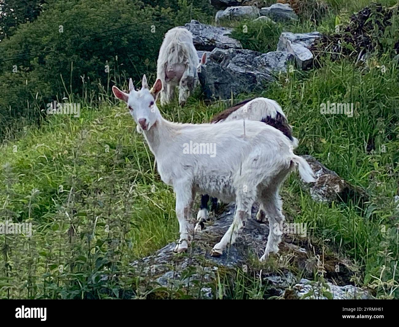 White Goat in Norwegian mountains Stock Photo - Alamy