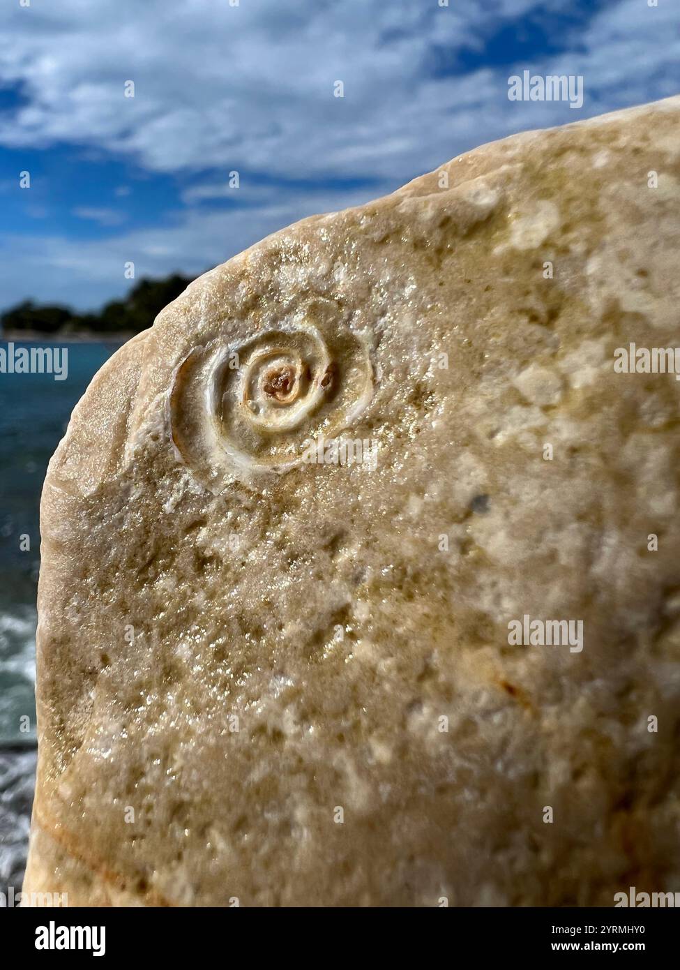 An ancient Ammonoidea Ammonite naturally imprinted on a stone on the ...