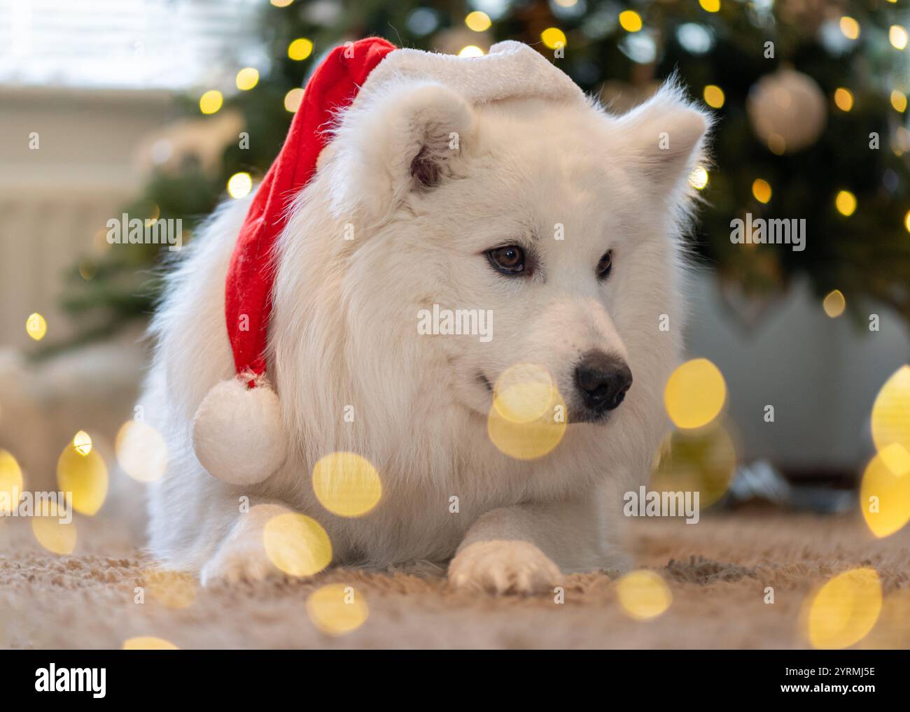 Christmas Samoyed in a Santa hat Stock Photo - Alamy