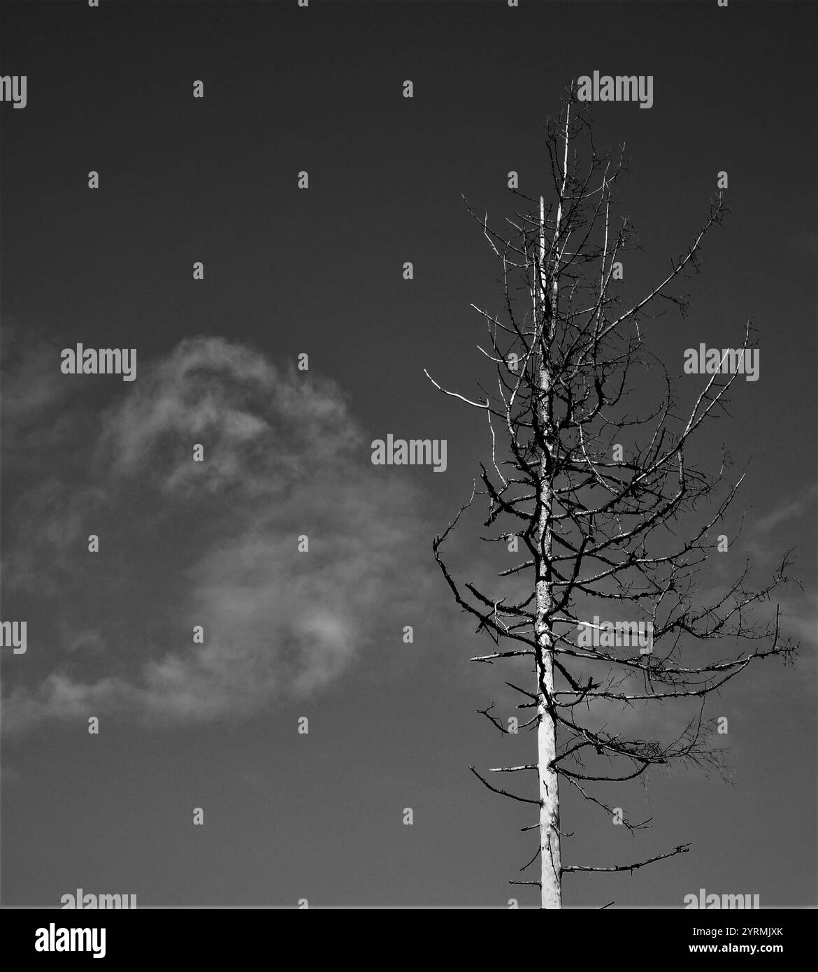 Wind in treetops hi-res stock photography and images - Alamy