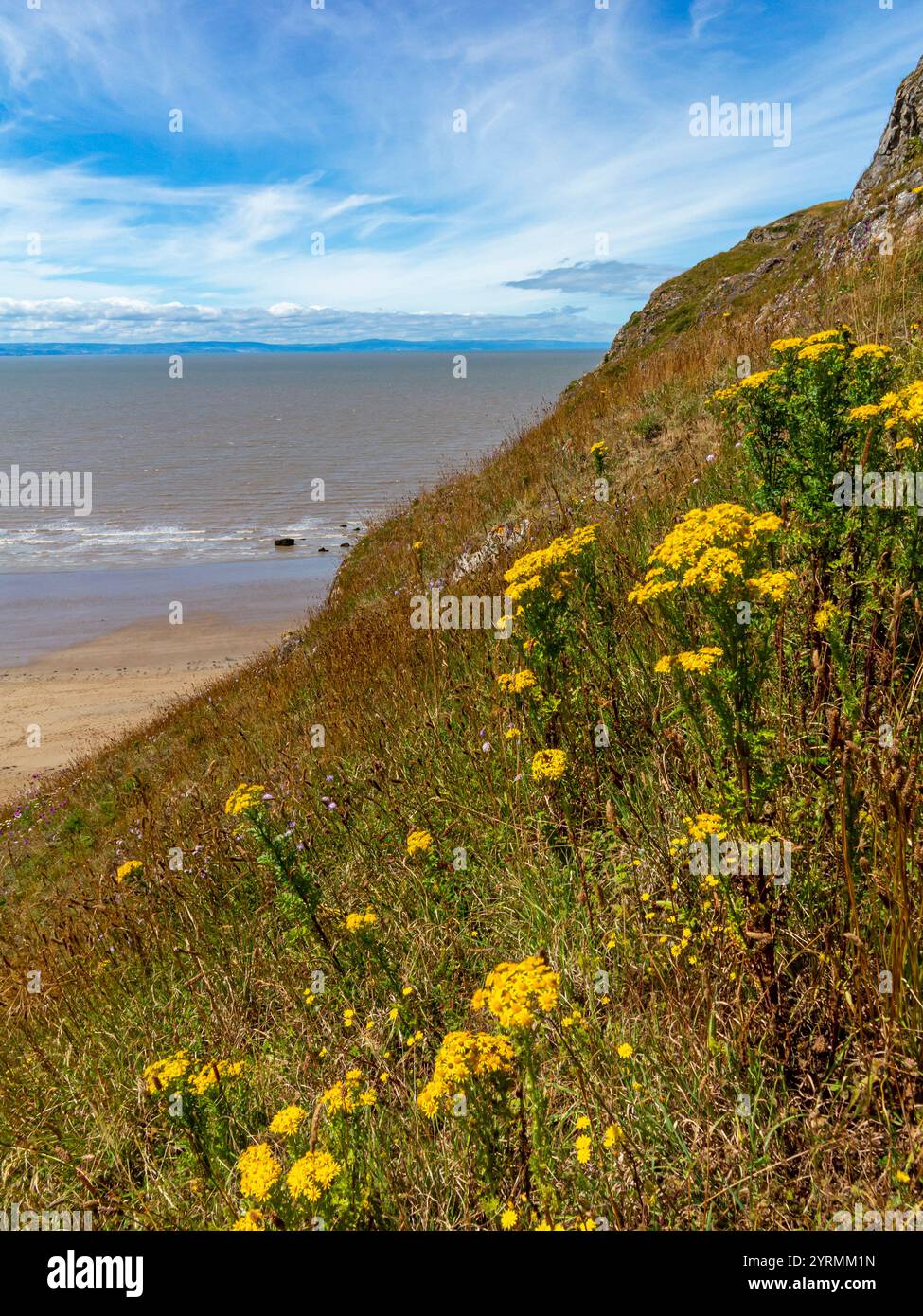 Brean Down a carboniferous limestone promontory on the Bristol Channel ...