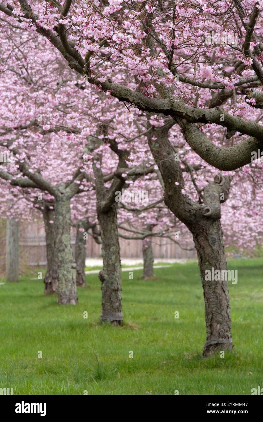 USA, New York, Long Island, The Hamptons, Amagansett, cherry trees in ...