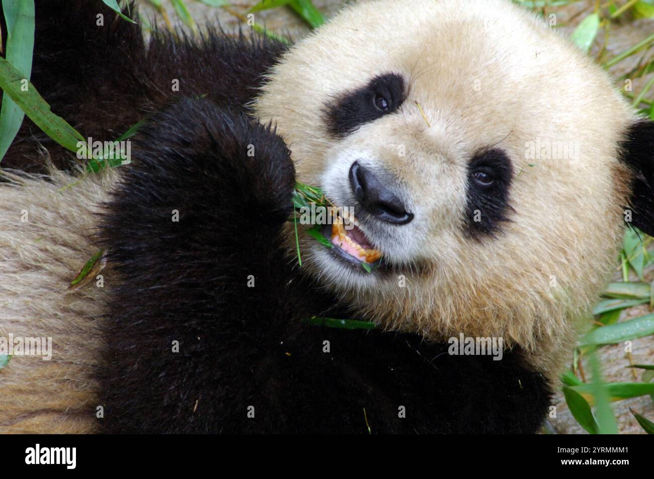 The giant panda (Ailuropoda melanoleuca), native to south central China ...