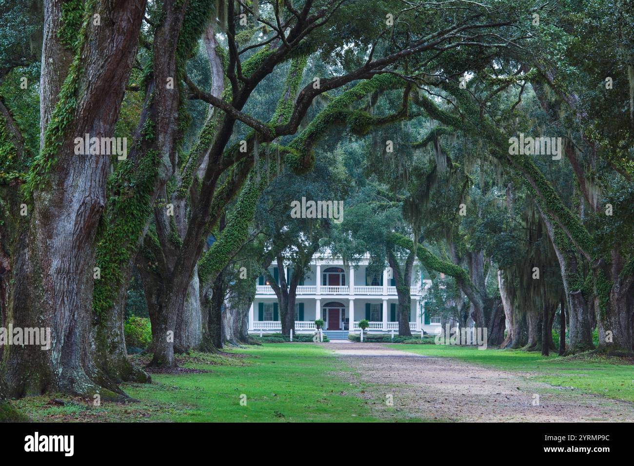 Oak tree canopy driveway hi-res stock photography and images - Alamy
