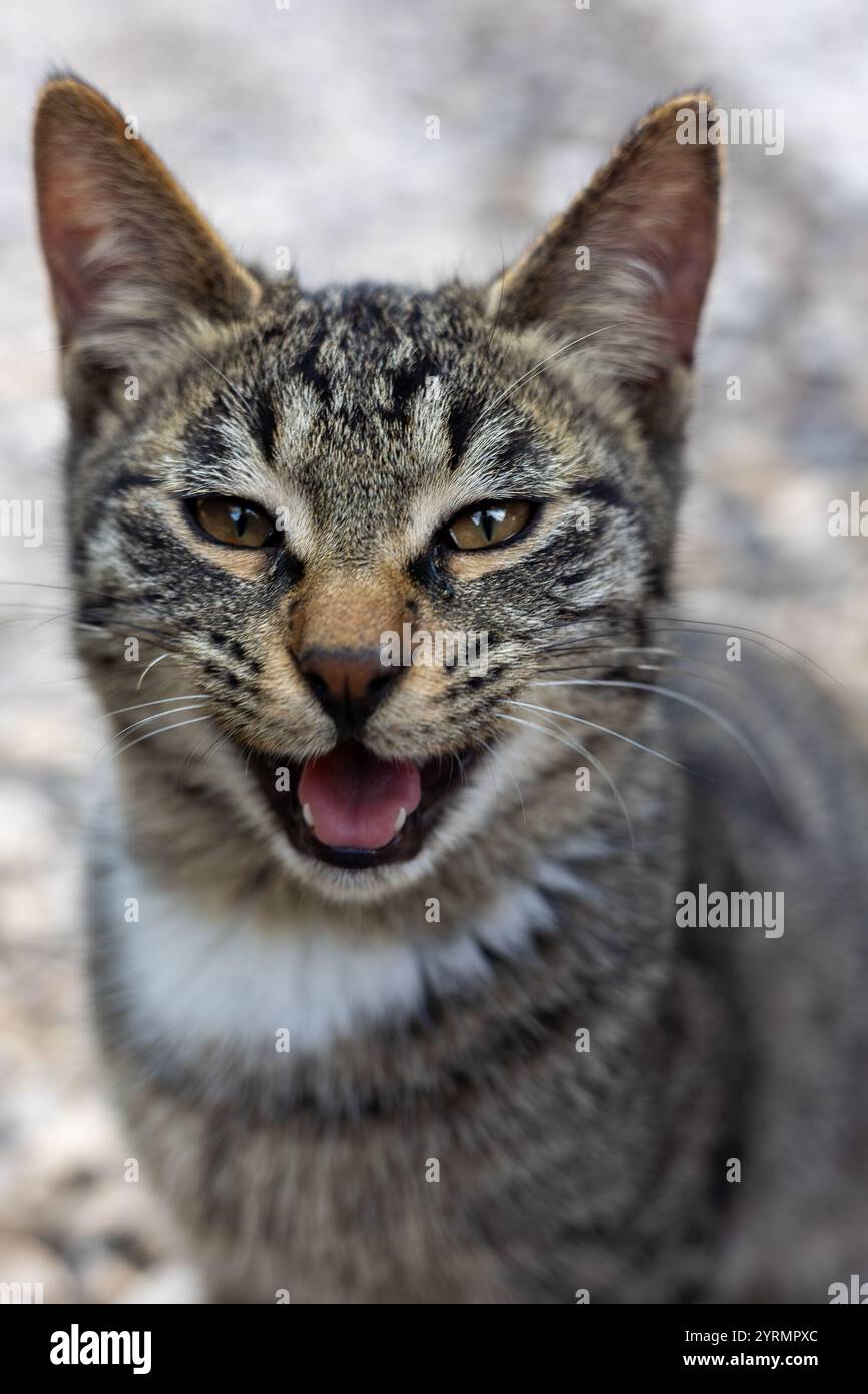 Persian kitten meows Stock Photo - Alamy