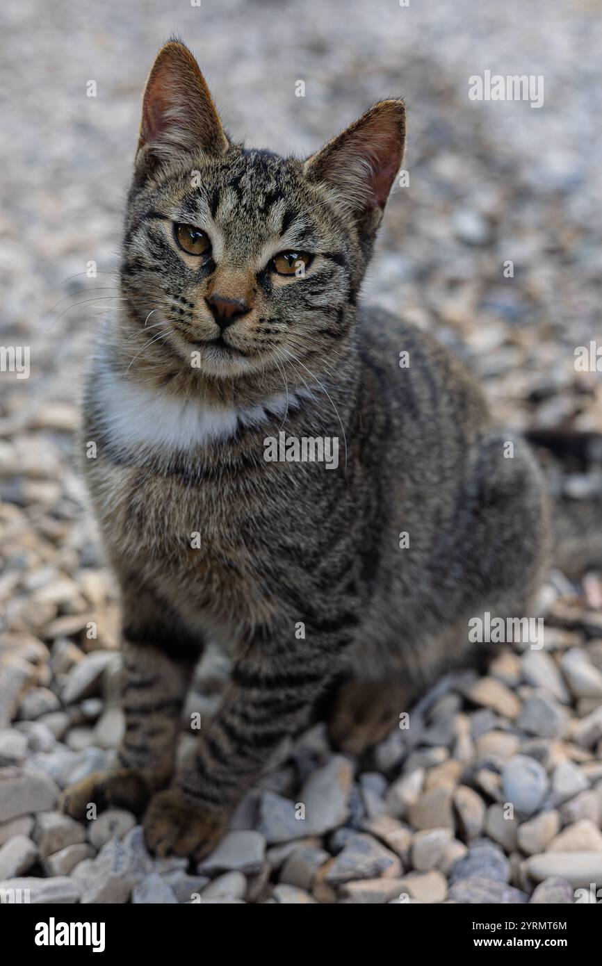 Persian kitten meows Stock Photo - Alamy