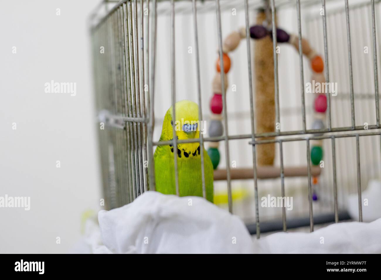 Green budgie in the cage. Captive animal idea concept. Pet bird. Budgie ...