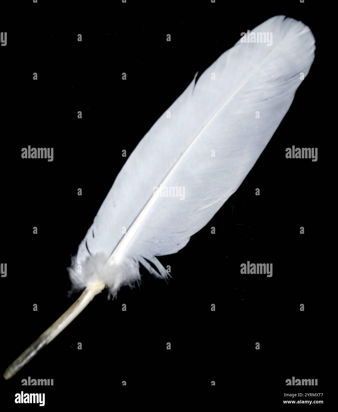 Small White Bird Feather on a Black Background Stock Photo - Alamy