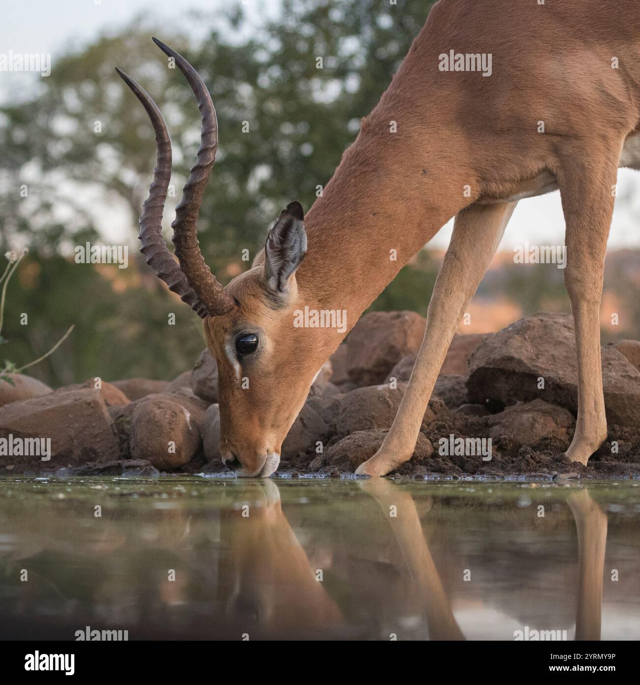 Impala drinking water hi-res stock photography and images - Alamy